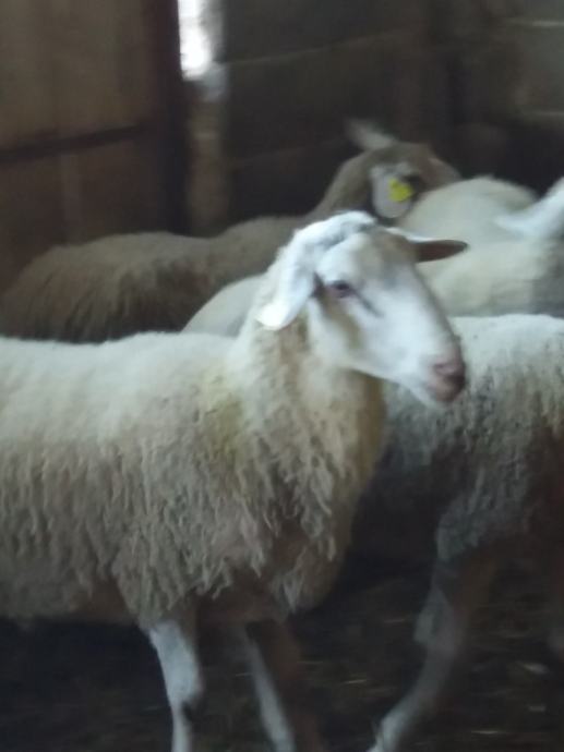 Ovca za meso 2.5 e/kg