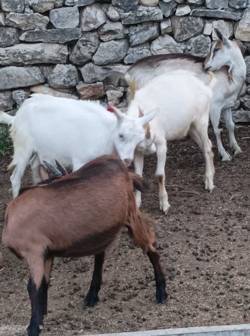 prodaja janjaca i jaradi