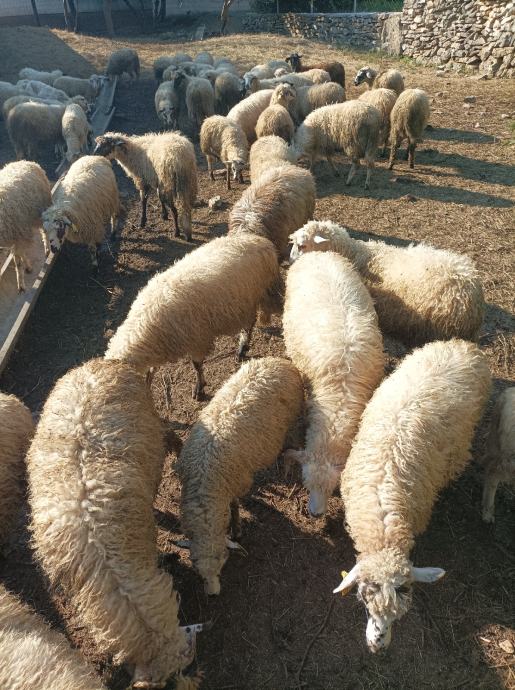 prodaja janjaca i jaradi