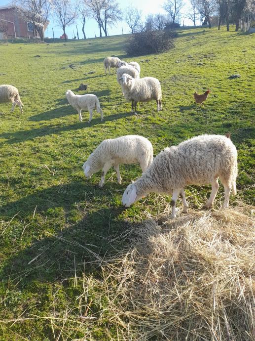 Prodaja ovaca