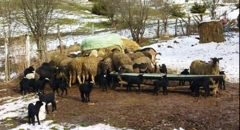 PRODAJA ROMANOVSKIH OVACA • pojedinačno • cijena po dogovoru -PGŽ-