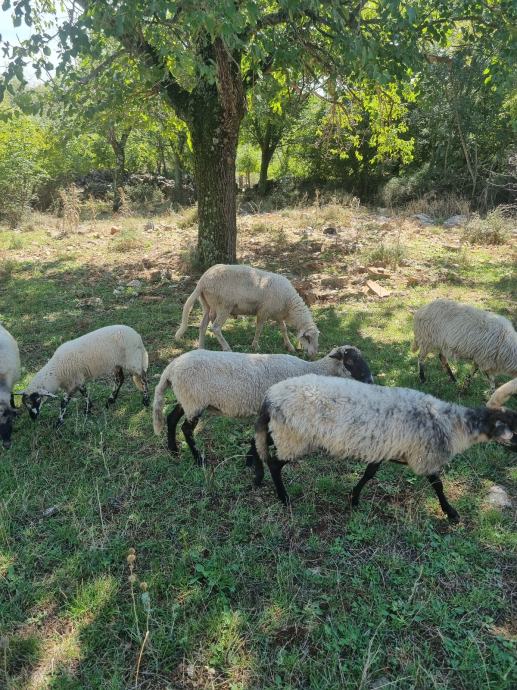 Prodajem MANJE STADO OVACA