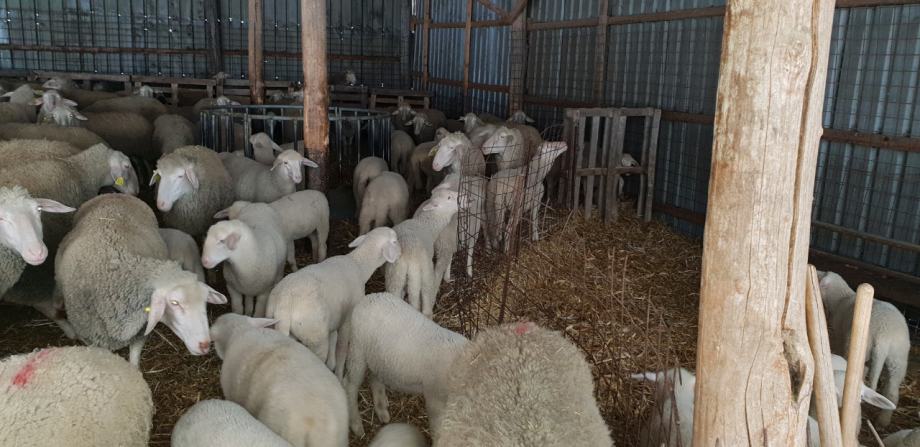 Prodajem ovce Merinolandschaf (Winterberg)