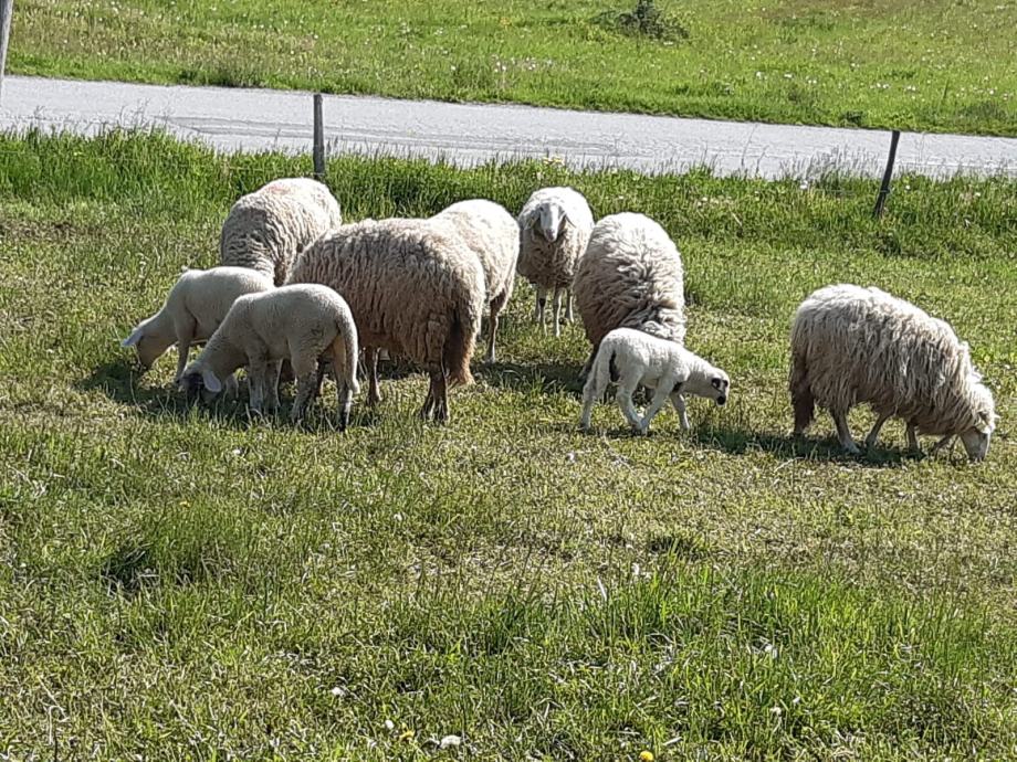 PRODAJEM OVCE, OVNA I JANJE