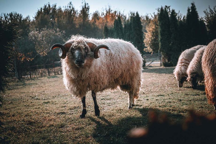 Prodajem ovna i 3 ovce ( Lička pramenka )