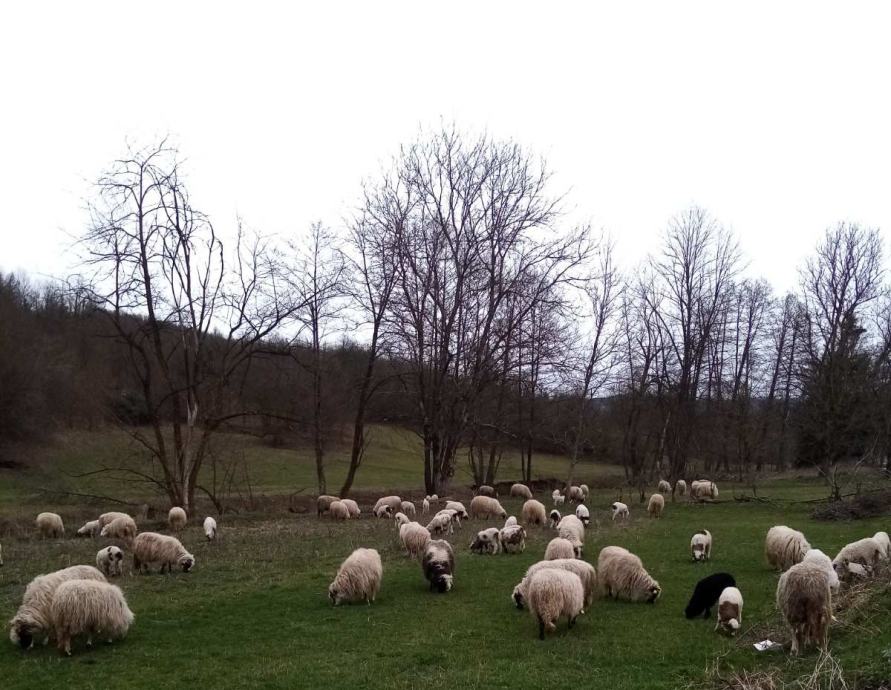 Prodajem stado ovaca sa janjcima