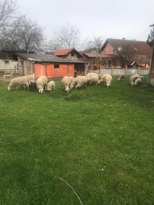 Prodajem stado ovaca