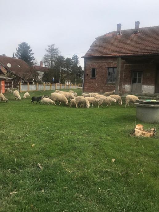 Prodajem stado ovaca
