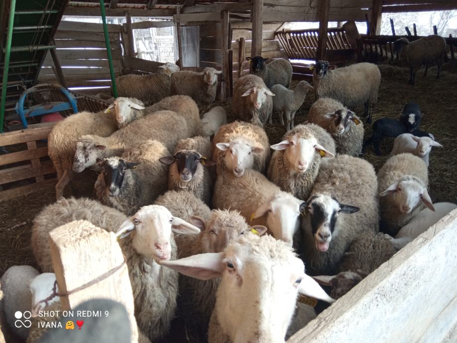 Prodajem stado ovaca