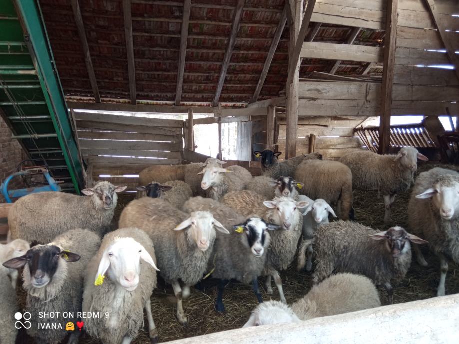 Prodajem stado ovaca