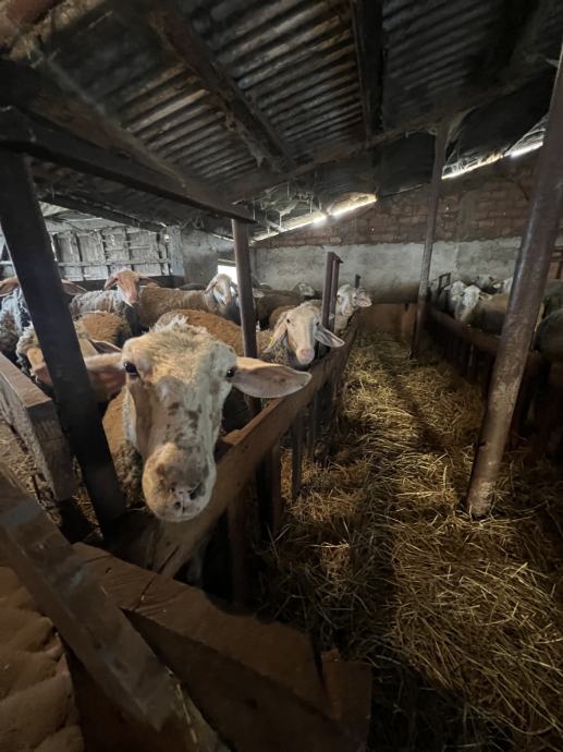 Prodajem stado ovaca