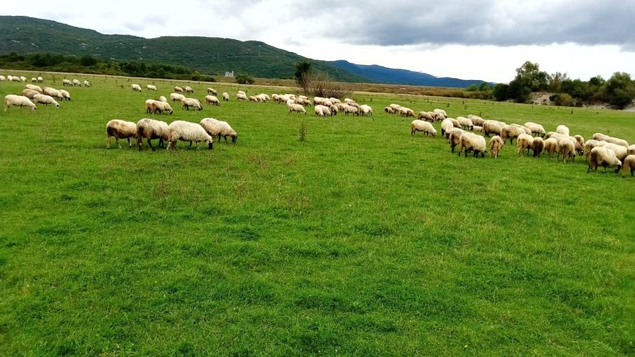 PRODAJEM STADO OVACA