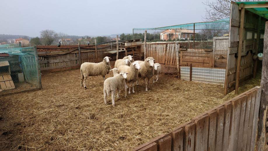 Na prodaju 4.ovce i ovan