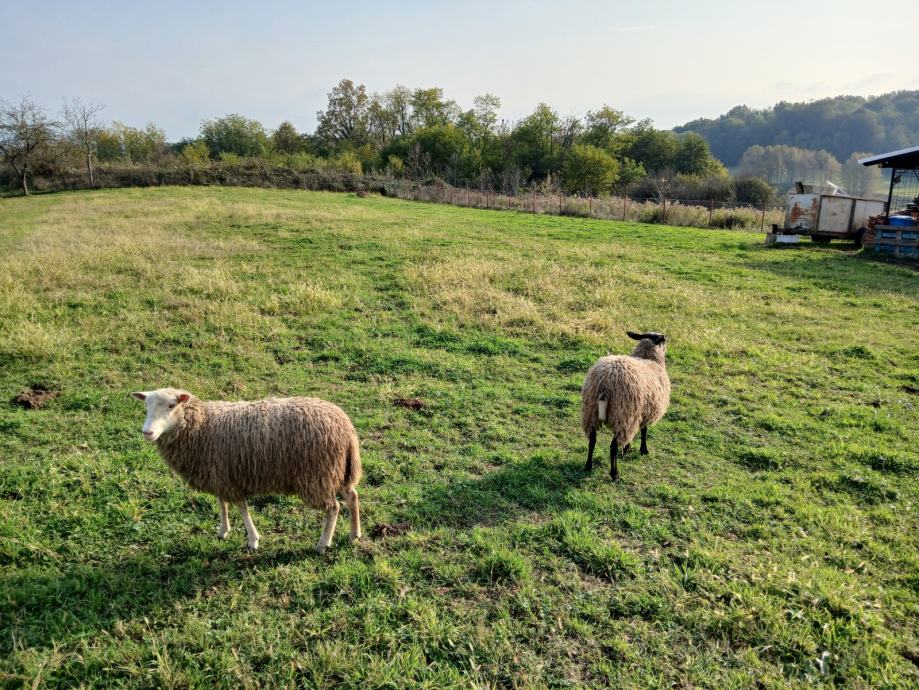 Romanovska mlada ovca