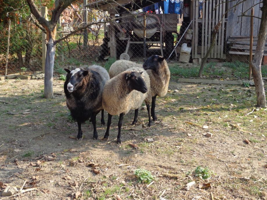 Ovan Romanovske pasmine i 2 ovce i Romanovske pasmine čistokrvni