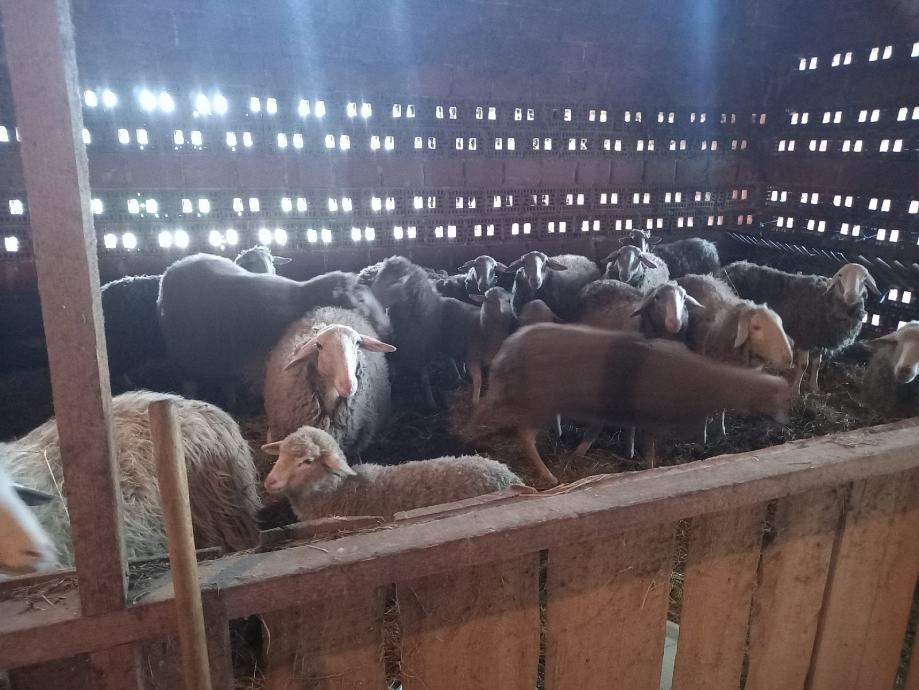 stado 12 ovaca 1 ovan