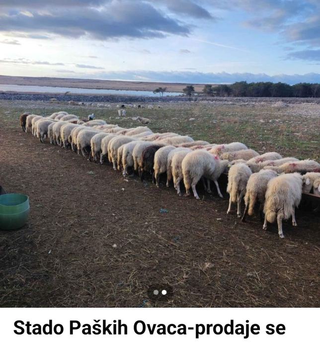 Stado paških ovaca