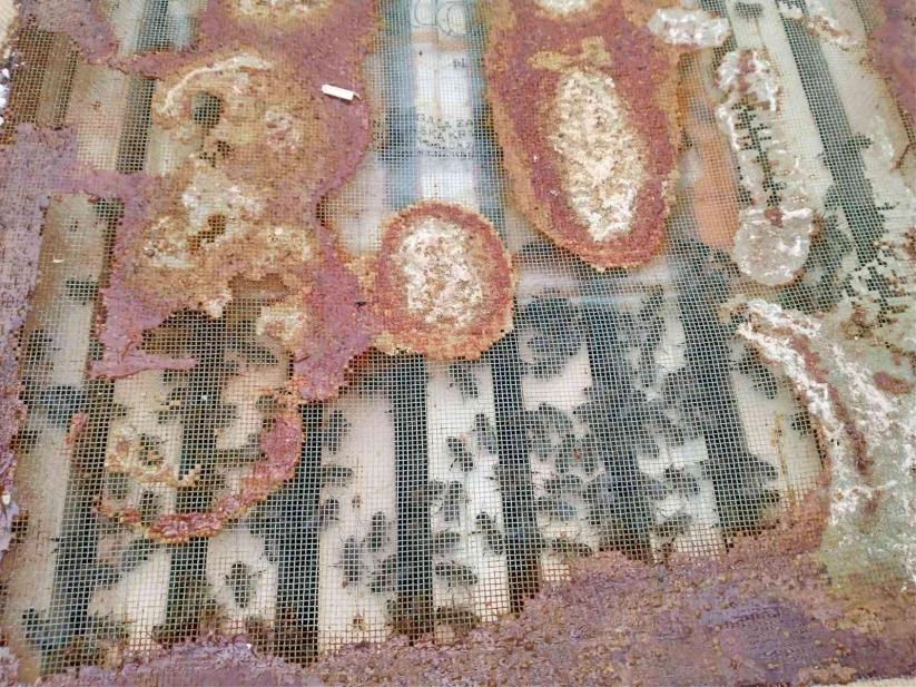 Mlada pčelinja društva na LR okvirima i rodna voja košnicama