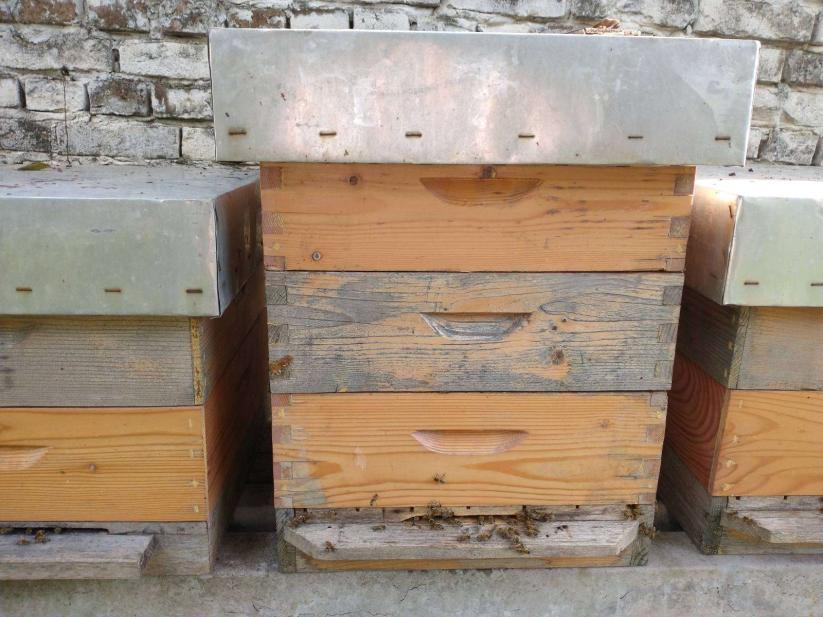 Mlada pčelinja društva na LR okvirima i rodna voja košnicama