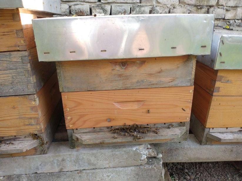 Mlada pčelinja društva na LR okvirima i rodna voja košnicama