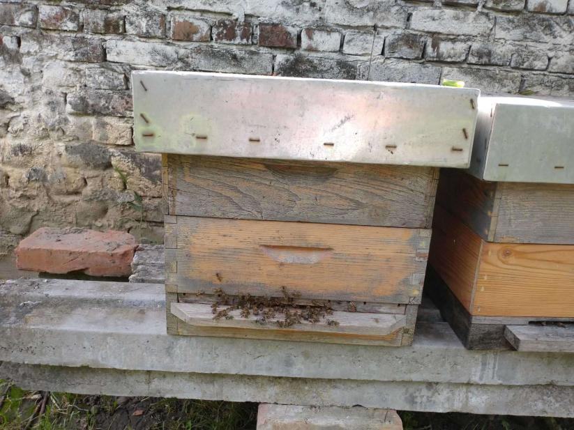 Mlada pčelinja društva na LR okvirima i rodna voja košnicama