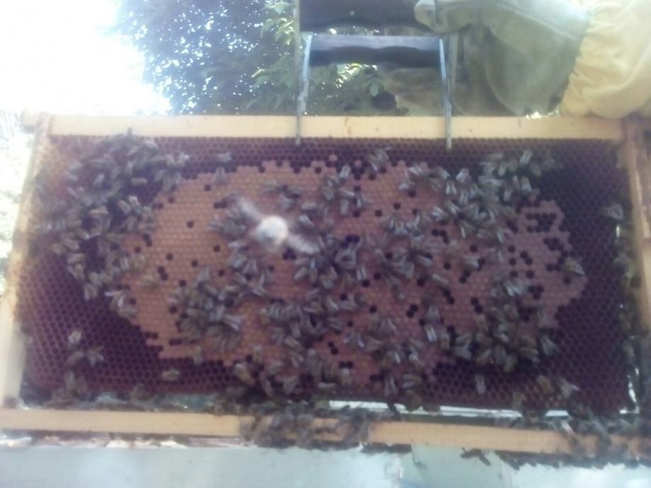 Pčele LR ,Petkov Breg (Klinča S.)