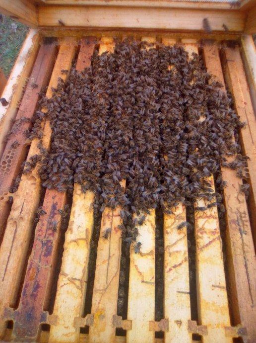 Pčele LR ,Petkov Breg (Klinča S.)