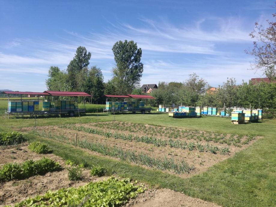 Pčele na Lr okvirima mlada matica, pročitaj opis...