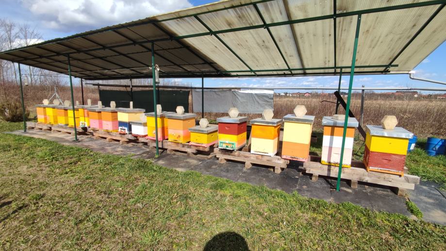 PČELE - PČELINJE ZAJEDNICE