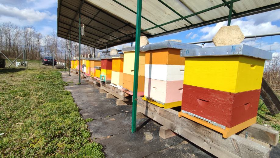 PČELE - PČELINJE ZAJEDNICE