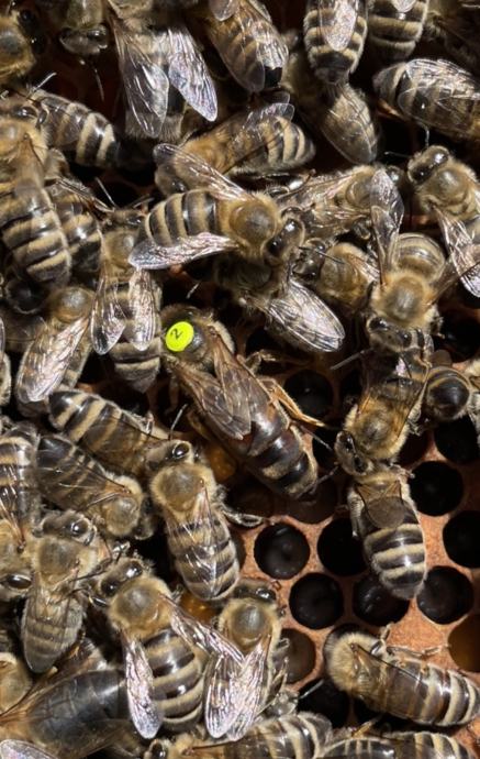 Prodaja selekcioniranih matica pčela (pčelinje matice)