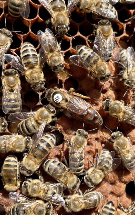 Prodaja selekcioniranih matica pčela (pčelinje matice)