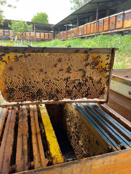 Prodaja selekcioniranih matica pčela (pčelinje matice)