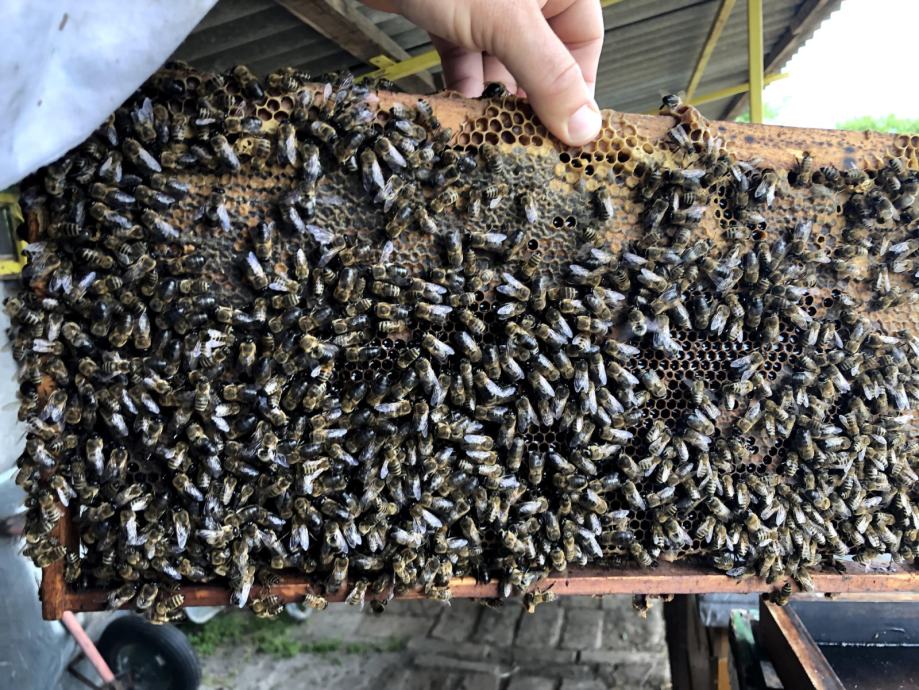 Prodaja selekcioniranih matica pčela (pčelinje matice)