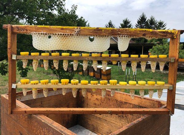 Prodaja selekcioniranih matica pčela (pčelinje matice)