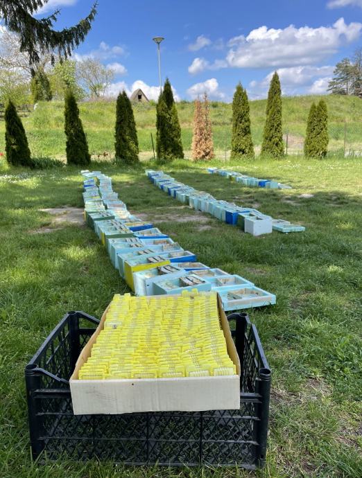 Prodaja selekcioniranih matica pčela (pčelinje matice)