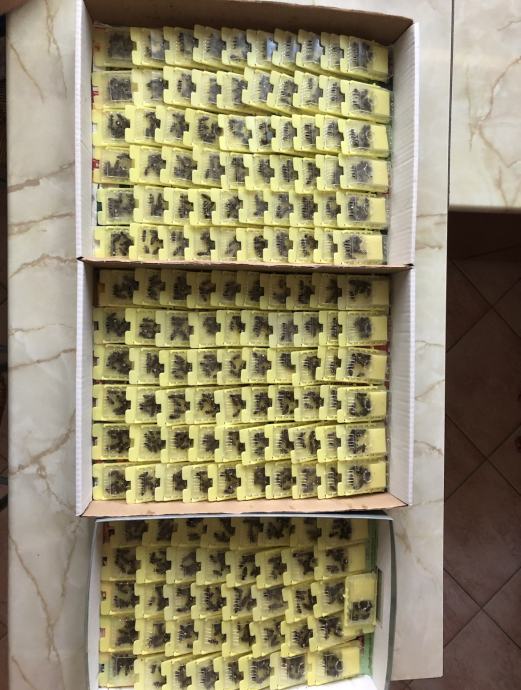 Prodaja selekcioniranih matica pčela (pčelinje matice)