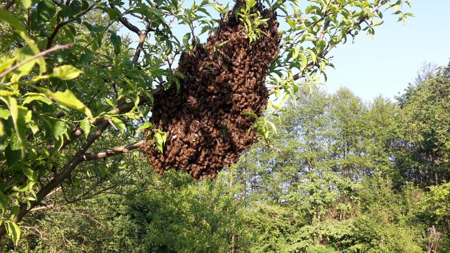 Prodajem prirodne rojeve pčela, roj, pčele