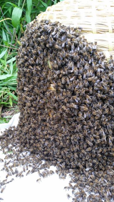 roj pcela, prodajem rojeve iz trnke ili kosnice