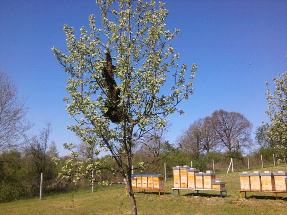 RV Rodna Voja kosnice sa pcelama