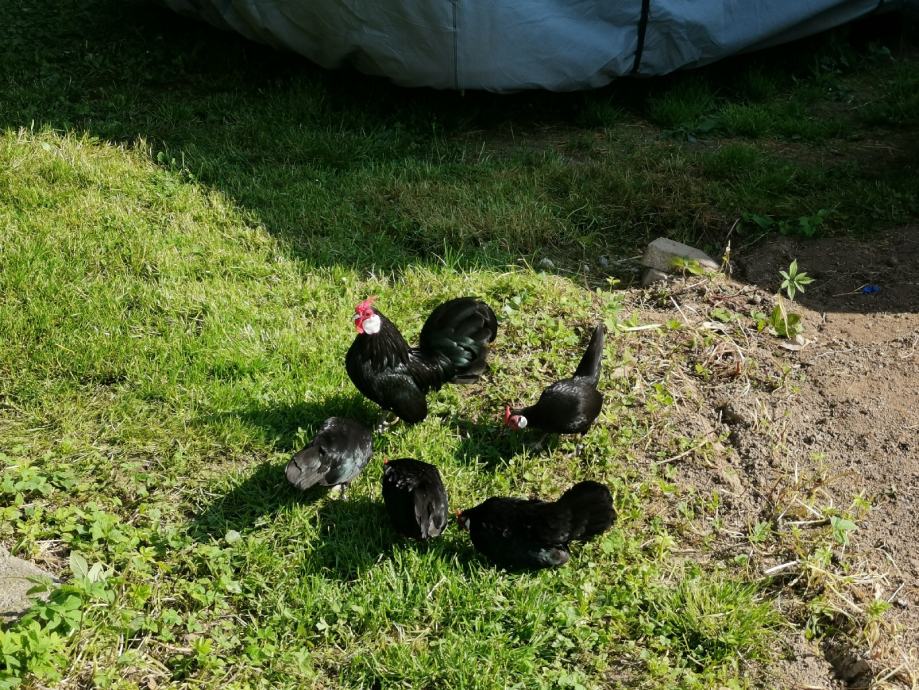 4 kokosi I pjetel bantam