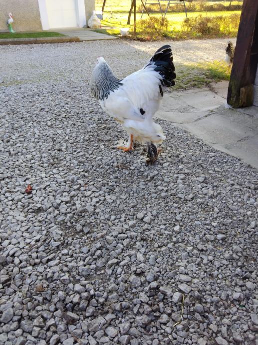 Američka brama pjevac