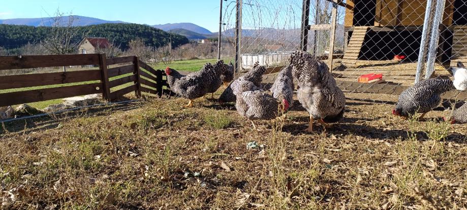 Amrock jaja za nasad