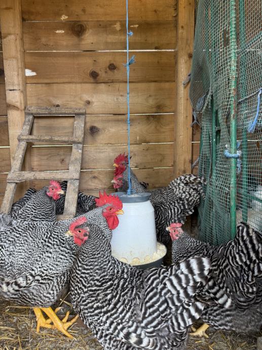 Amrock - jaja za nasad