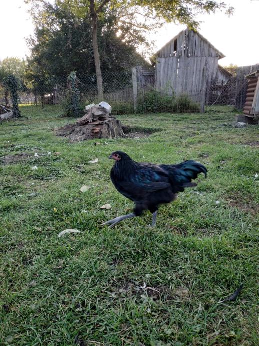Australorp