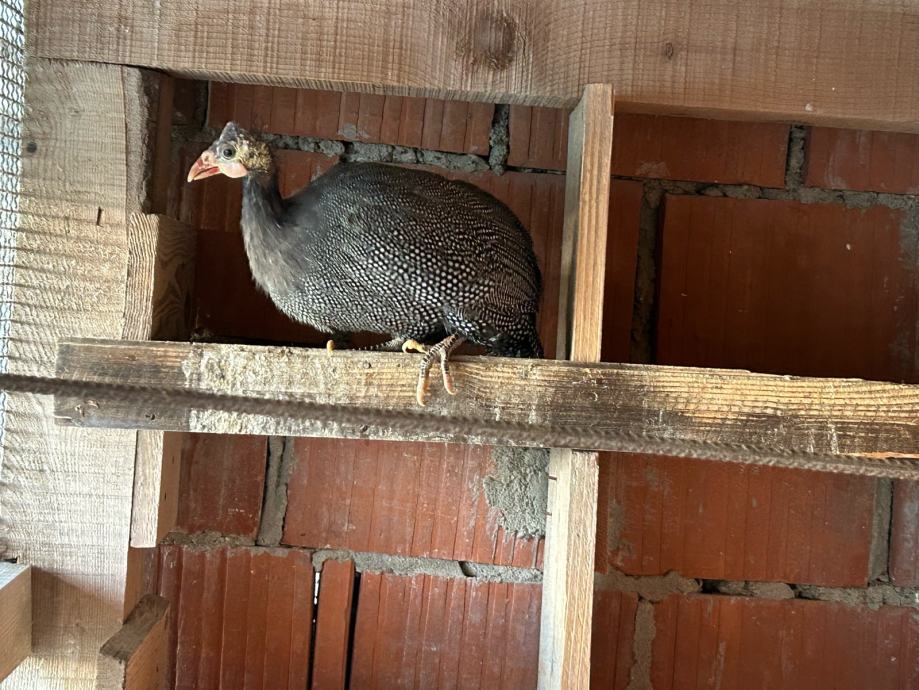 Biserka/ morka/ perlinka