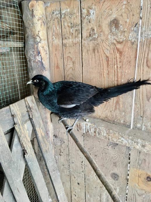 Fazan crni lovni, divlji