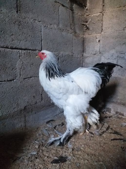 pijetao bijele crnokolumbijske brame