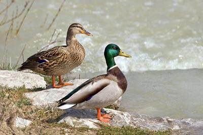 Divlja patka, gluhara par