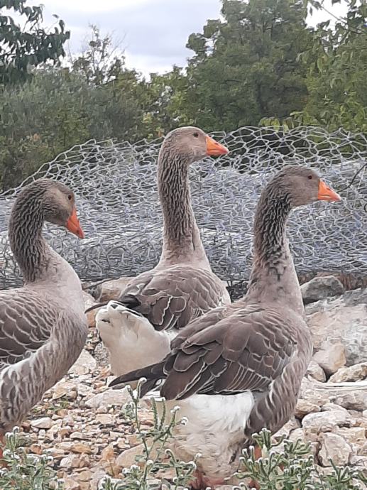 Domaće guske